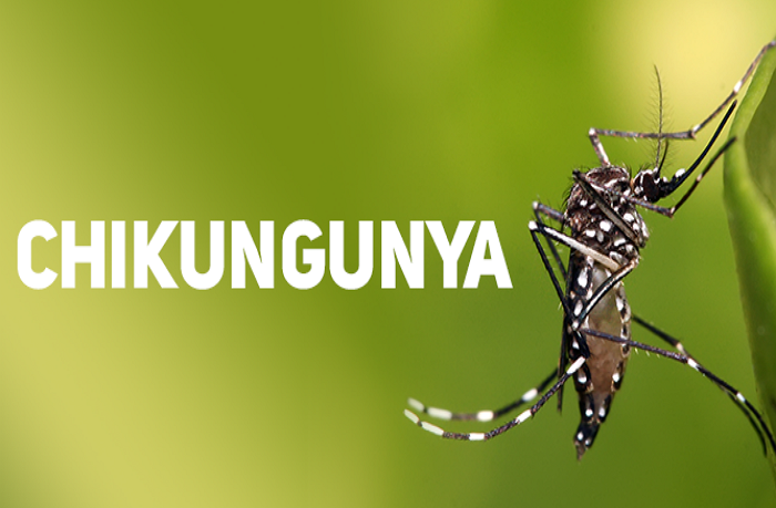 Chikungunya: a prevenção para evitar a fase crônica da doença - Itabira ...